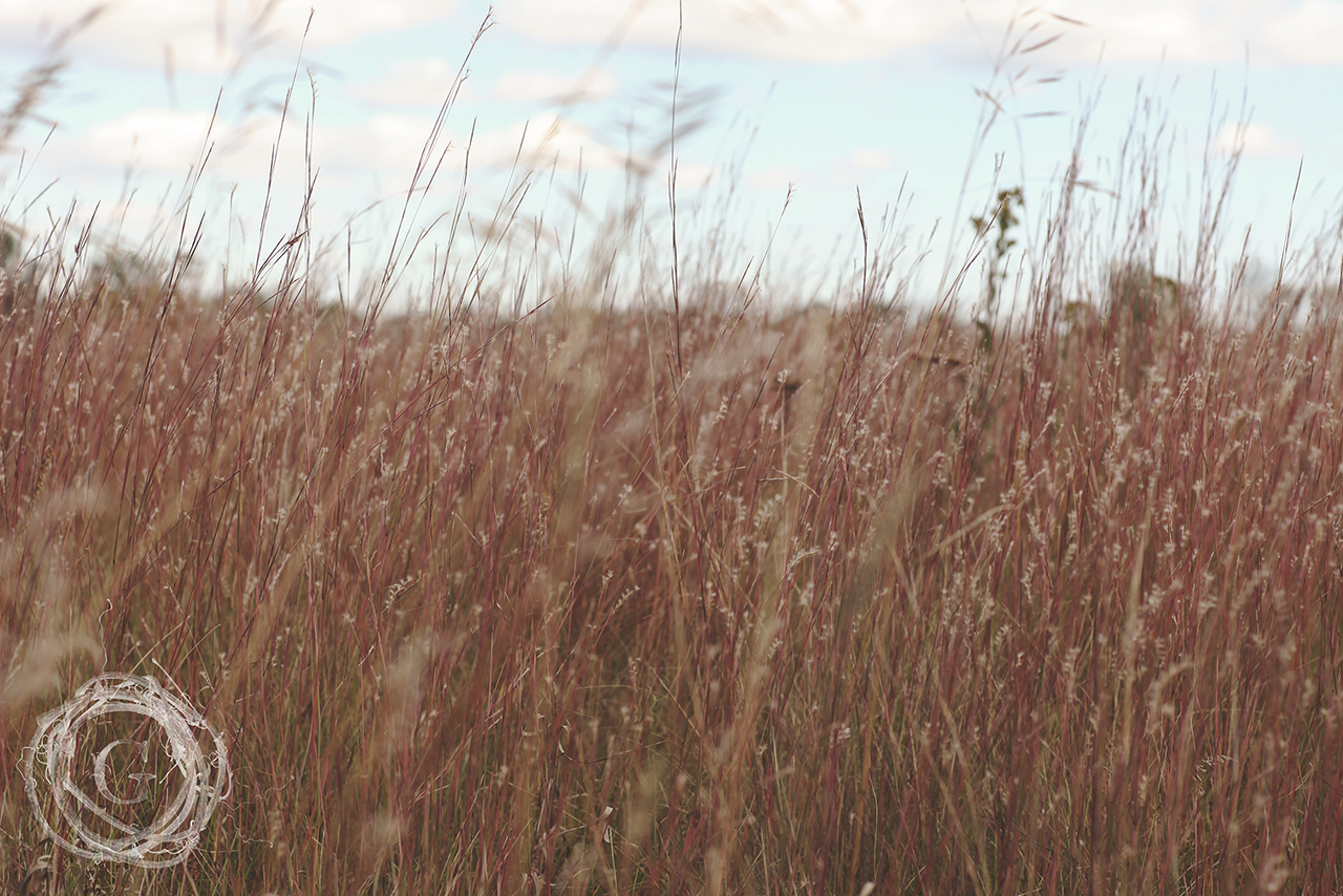 The Value of Prairie Grass – Gatherhaus